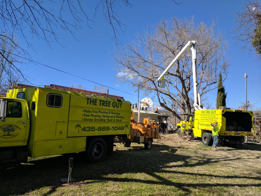 Gallery | The Tree Guy